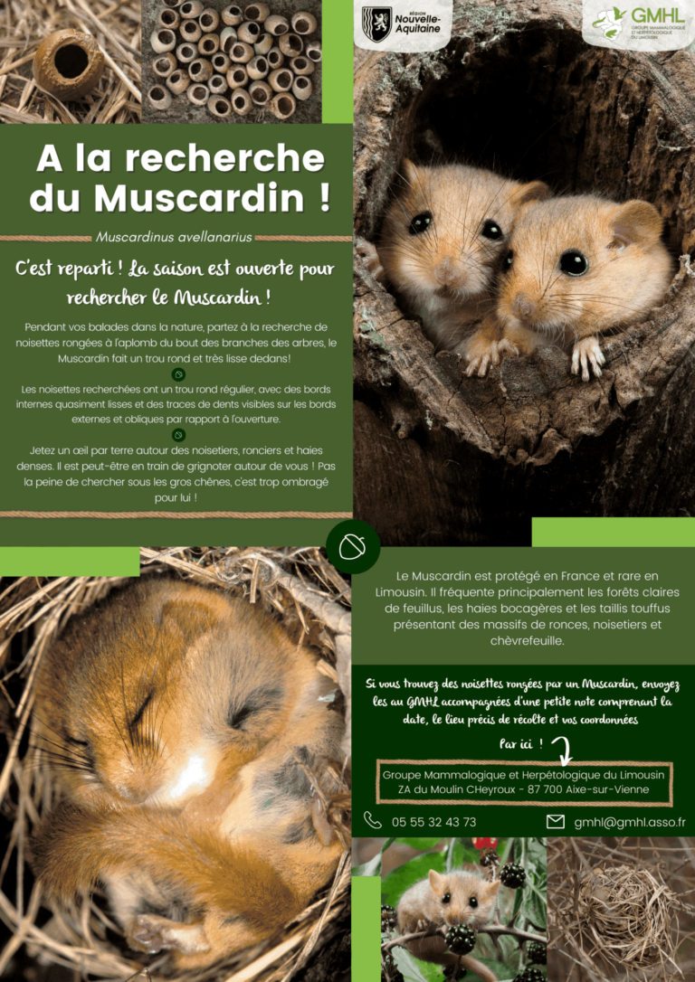 Partez à la recherche du muscardin ! - GMHL